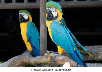 16,894 Parrot Face Images, Stock Photos & Vectors | Shutterstock