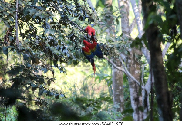 Pair Scarlet Macaws Performing Mating Ritual Stock Photo 564031978 ...