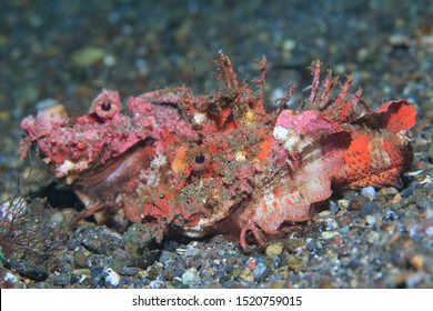 63 Spiny Devil Fish Images, Stock Photos & Vectors | Shutterstock
