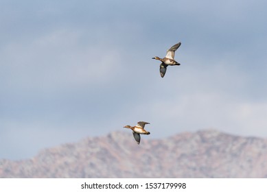Pair Two Gadwall Ducks While Flying Stock Photo 1537179998 | Shutterstock
