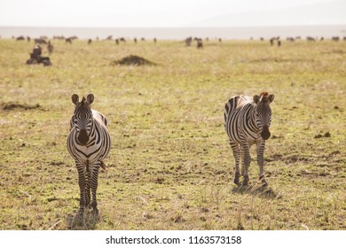 Pair Zebra Facing Camera Stock Photo (Edit Now) 1163573158