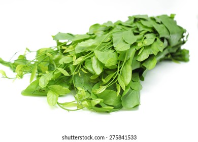 306 Pak wan tree Images, Stock Photos & Vectors | Shutterstock