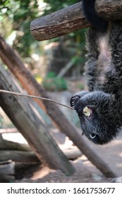 Un gato de oso palawan colgando Foto de stock 1661753677 | Shutterstock