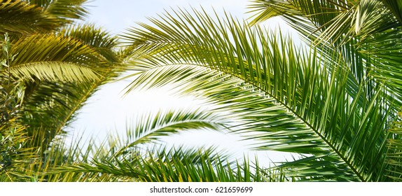 Palm Background Stock Photo 621659699 | Shutterstock