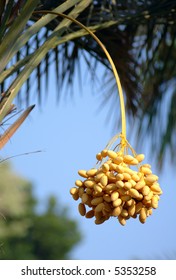 716 Date palm trees in qatar Images, Stock Photos & Vectors | Shutterstock