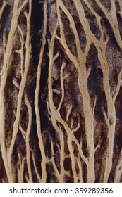 Palm Kernel Isolate Background Stock Photo 359289356 | Shutterstock