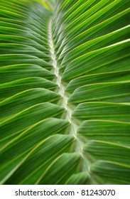 Palm Leaf Stock Photo 81243070 | Shutterstock