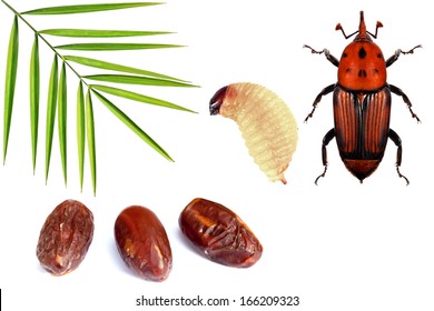 Red palm weevil Images, Stock Photos & Vectors | Shutterstock