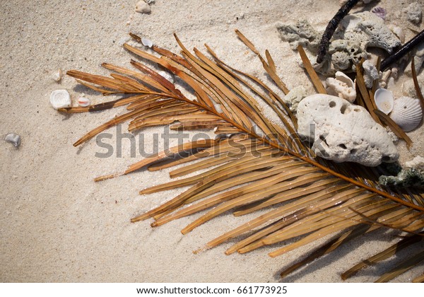 Palm Leaf Shells On Sand Stock Photo 661773925 | Shutterstock