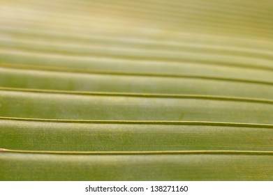 Palm Leaf Structure Close Stock Photo 138271160 | Shutterstock