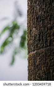 Palm Pine Tree Texture Dark Brown Stock Photo 1203459718 | Shutterstock