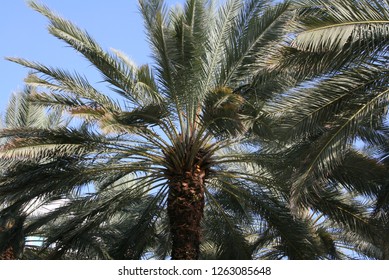 Palm Tree Stock Photo 1263085648 | Shutterstock