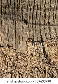 Palm Tree Base Stock Photo 489633799 | Shutterstock
