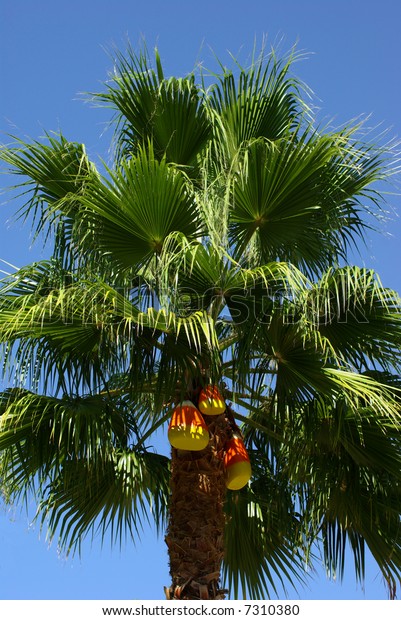 Palm Tree Candy Corn Fruit Stock Photo (Edit Now) 7310380