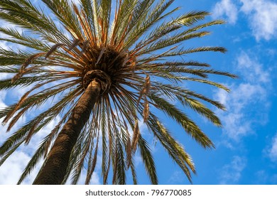 Palm Tree Close Stock Photo 796770085 | Shutterstock