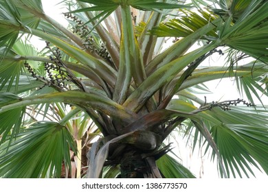 Palm Tree Close Background Stock Photo 1386773570 | Shutterstock