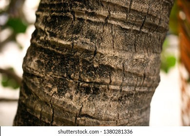 335 Core palm tree 이미지, 스톡 사진 및 벡터 | Shutterstock