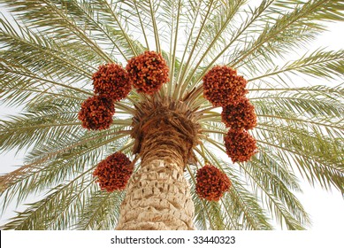 1,095 Small dates palm tree Images, Stock Photos & Vectors | Shutterstock