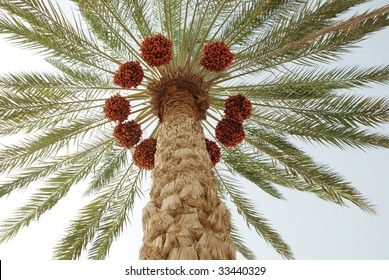 1,095 Small dates palm tree Images, Stock Photos & Vectors | Shutterstock
