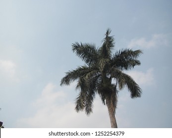 Palm Tree Empty Sky Stock Photo 1252254379 | Shutterstock