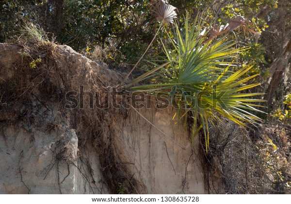 Palm Tree Falling Down Bank Stock Photo 1308635728 | Shutterstock