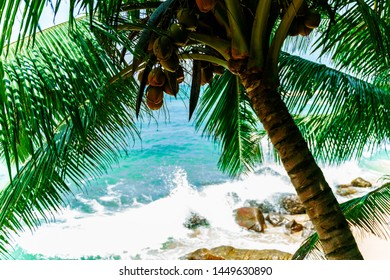 Palm Tree Full Coconuts Falling On Stock Photo 1449630890 | Shutterstock