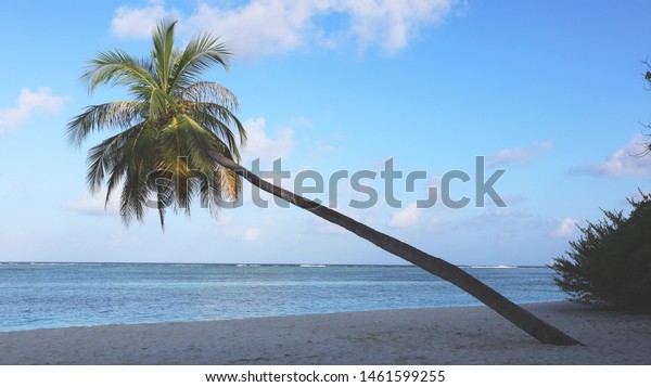 Palm Tree Leaning Sideways Stock Photo 1461599255 | Shutterstock