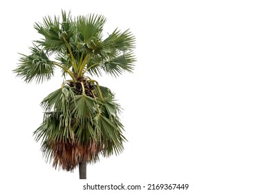2,247 Palm leaf writing Images, Stock Photos & Vectors | Shutterstock