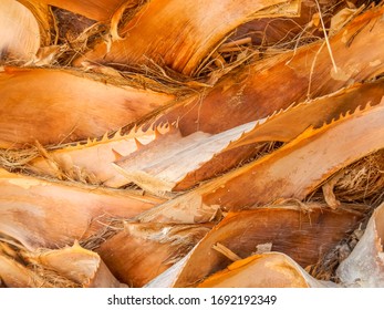 Palm Tree Structure Texture Background Stock Photo 1692192349 ...