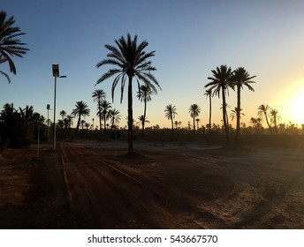 5 Palmier maroc 图片、库存照片和矢量图 | Shutterstock