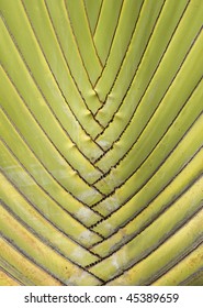 Palm Tree Texture Stock Photo (Edit Now) 45389659