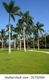 Palm Trees Stock Photo 31732504 | Shutterstock