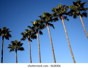 14,216 Row palm trees Images, Stock Photos & Vectors | Shutterstock