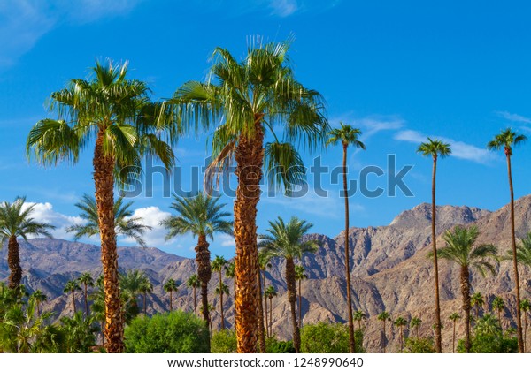 Palm Trees Mountain Range Background La Stock Photo 1248990640 ...