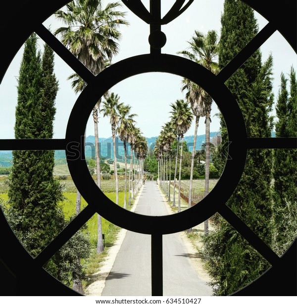 Palm Trees Through Window Stock Photo (Edit Now) 634510427