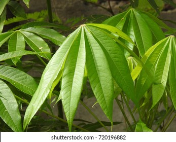 361 Palmately Compound Leaves Images, Stock Photos & Vectors | Shutterstock