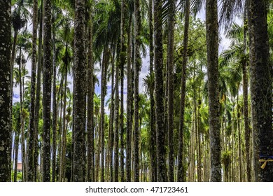 Palmentuin Images, Stock Photos & Vectors | Shutterstock