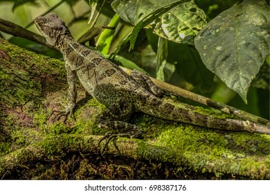 764 imágenes de Panama lizard - Imágenes, fotos y vectores de stock ...