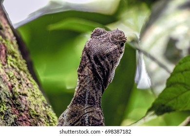 764 imágenes de Panama lizard - Imágenes, fotos y vectores de stock ...