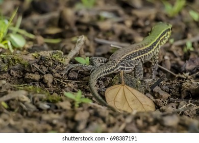 764 imágenes de Panama lizard - Imágenes, fotos y vectores de stock ...