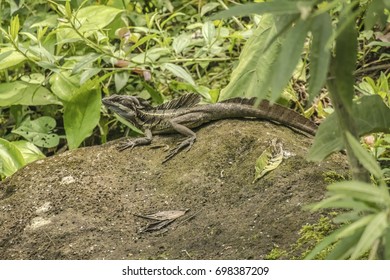 764 imágenes de Panama lizard - Imágenes, fotos y vectores de stock ...