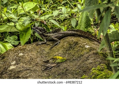 764 imágenes de Panama lizard - Imágenes, fotos y vectores de stock ...