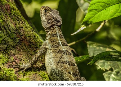 764 imágenes de Panama lizard - Imágenes, fotos y vectores de stock ...