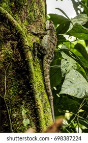 764 imágenes de Panama lizard - Imágenes, fotos y vectores de stock ...