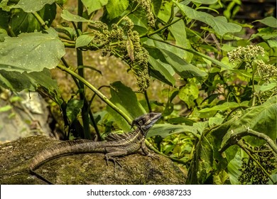 764 imágenes de Panama lizard - Imágenes, fotos y vectores de stock ...