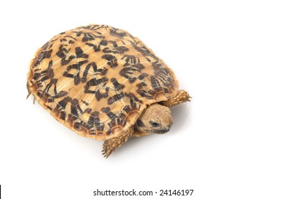74 Pancake tortoise Images, Stock Photos & Vectors | Shutterstock