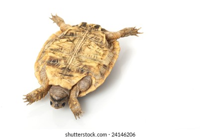 74 Pancake tortoise Images, Stock Photos & Vectors | Shutterstock