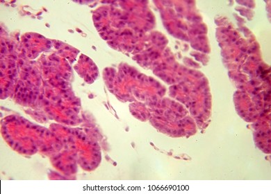 Pancreas Section Under Microscope Stock Photo 1066690100 | Shutterstock