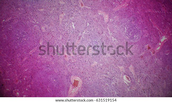 Pancreas Section Under Microscope Stock Photo 631519154 | Shutterstock