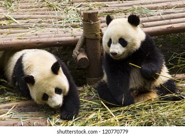 Two Pandas Hugging Frolic Together Stock Photo 797670463 | Shutterstock
